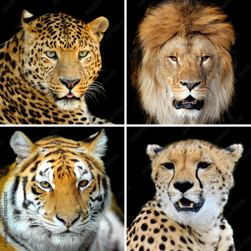 Four big wild cats Stock-Foto | Adobe Stock