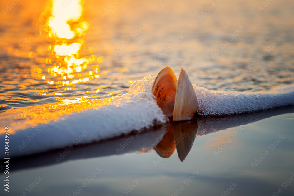 Sea shell on beach in the surf at sunrise Stock Photo | Adobe Stock