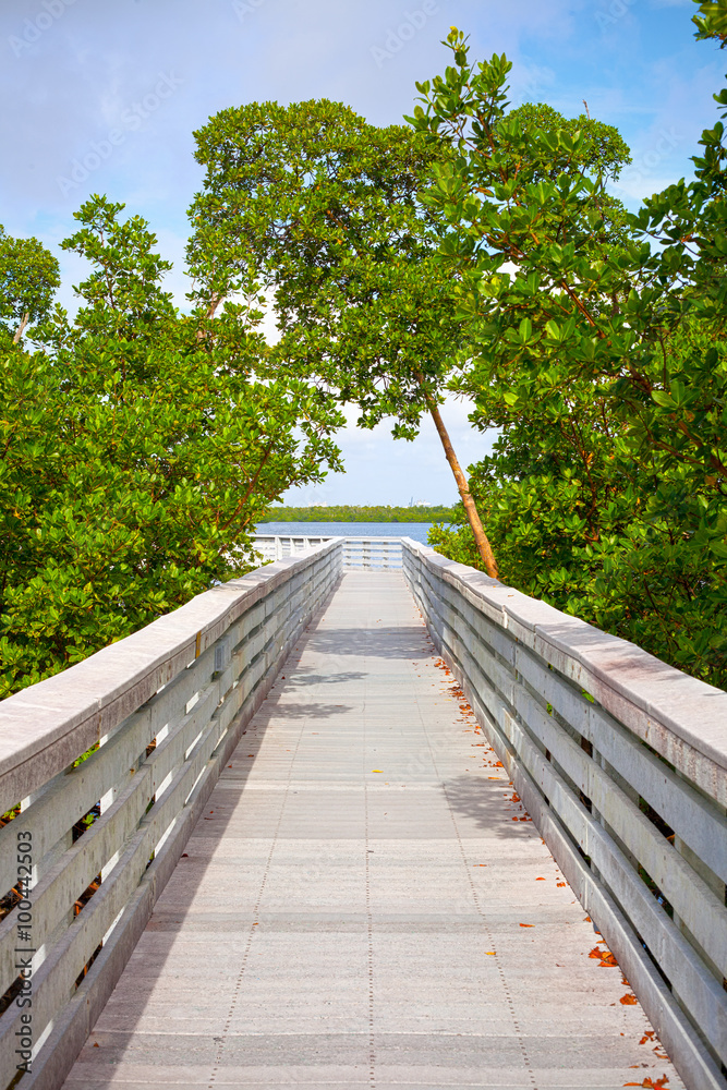 Mangrove trees and pedestrian bridge path in Florida Keys, beautiful ...