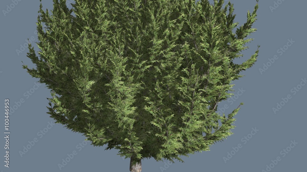 Hollywood Juniper Lower Branches Thin Trunk Coniferous Evergreen Shrub ...