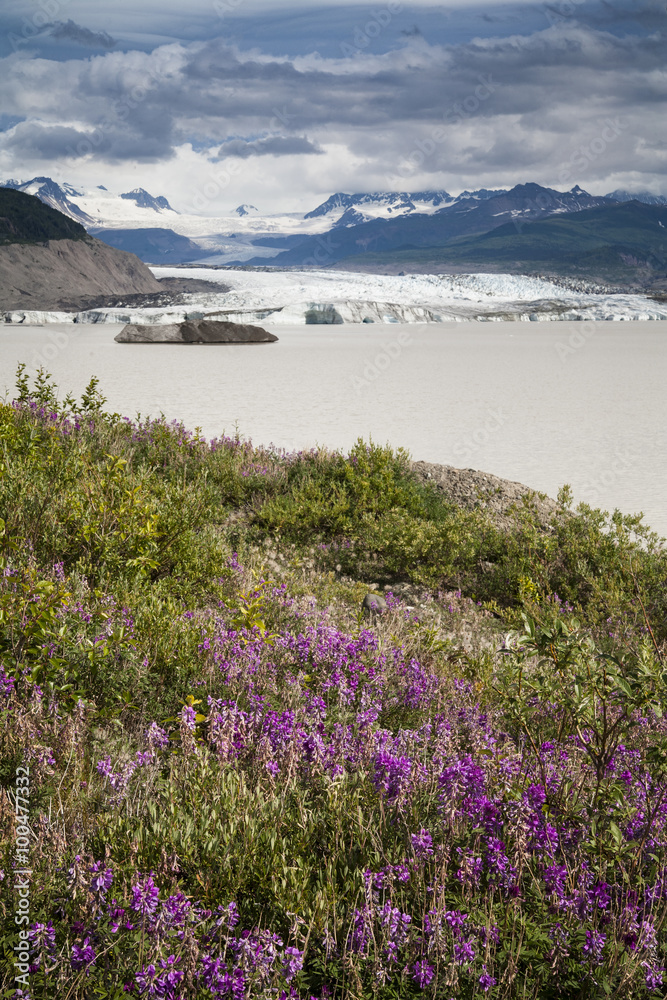 Wildflowers, Nazina Lake, Wrangell - St. Elias National Park, Alaska ...