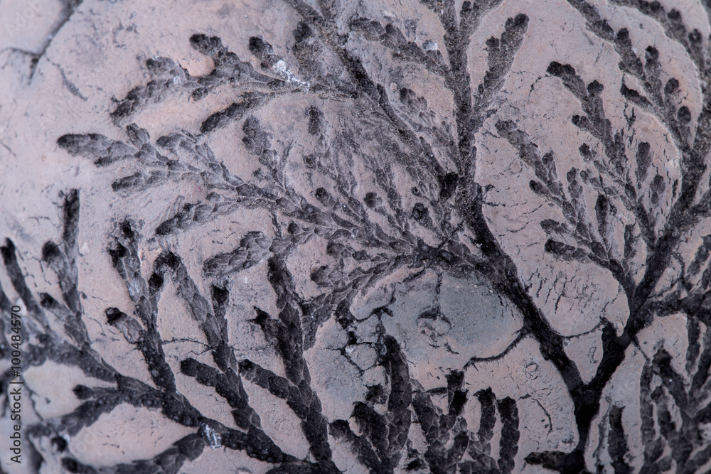 clay grass macro Stock Photo | Adobe Stock