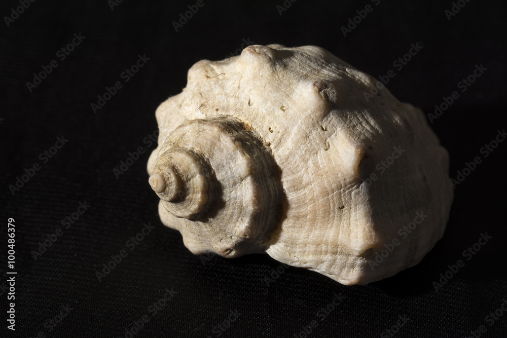 sea scallops with a view of the spiral of bumps Stock Photo | Adobe Stock