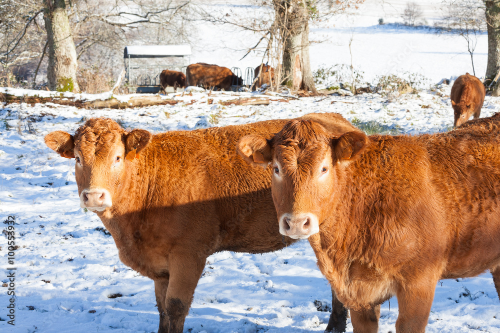 Beef Cows In Winter