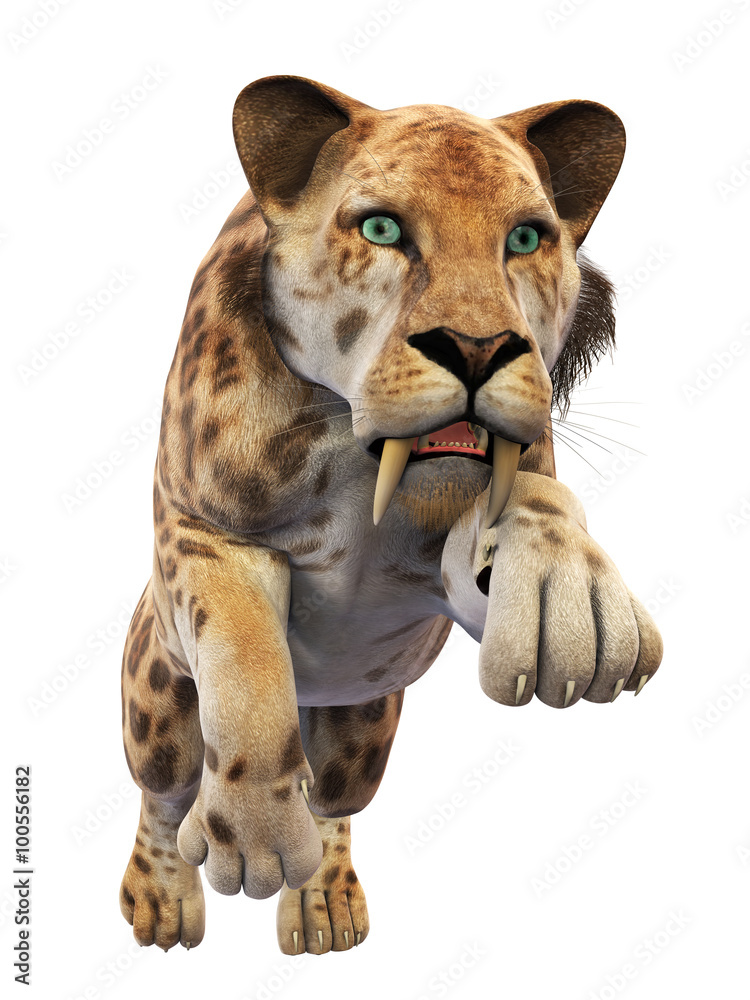 Sabertooth, animal isolated on white background Stock Illustration ...