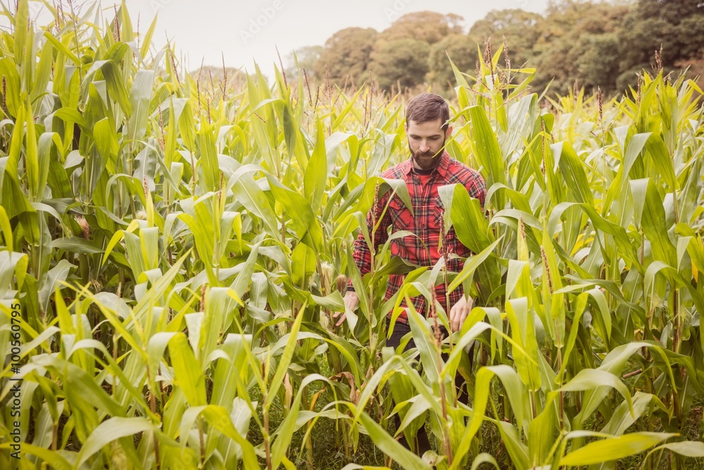 Man walking in a corn field Stock Photo | Adobe Stock