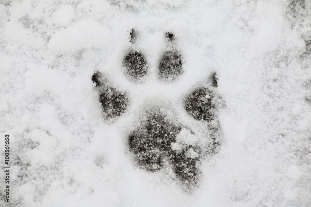 Hundespuren Im Schnee