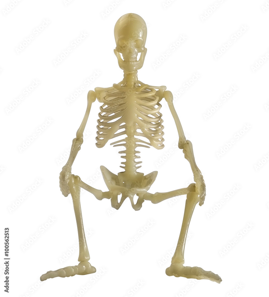 Human Skeleton / Human Skeleton on white background. Stock Photo ...