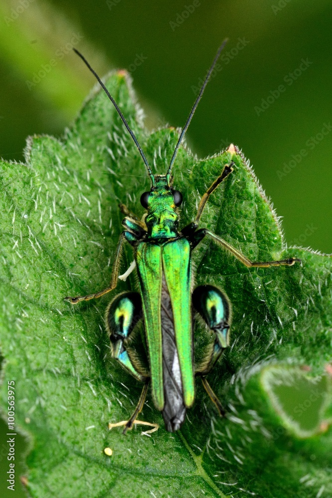 Swollen-thighed beetle (Oedemera nobilis) from above. A striking male ...
