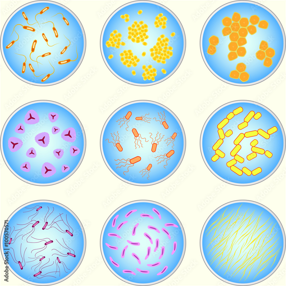 stylized image of different types of bacteria Stock Vector | Adobe Stock