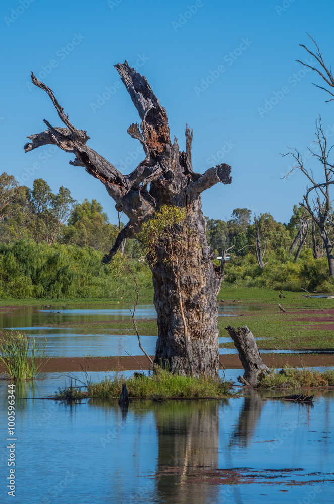 The Murray River National Park in outback South Australia has beautiful ...
