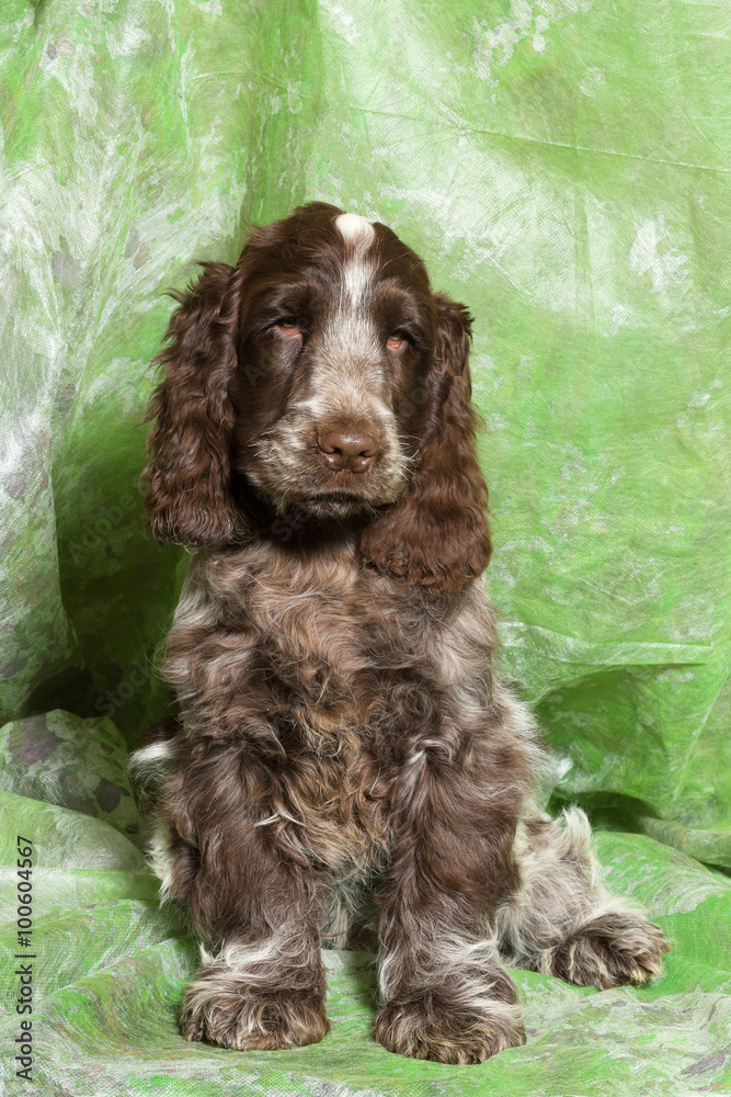 Brown English Cocker Spaniel
