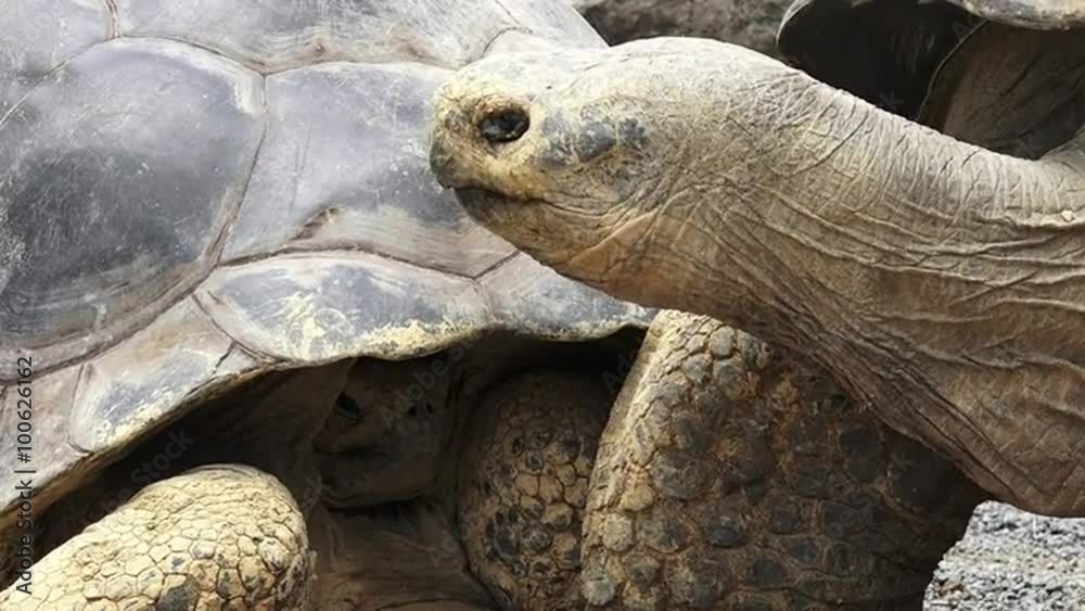 Two Galapagos tortoise (Chelonoidis nigra). A full-grown Galapagos ...