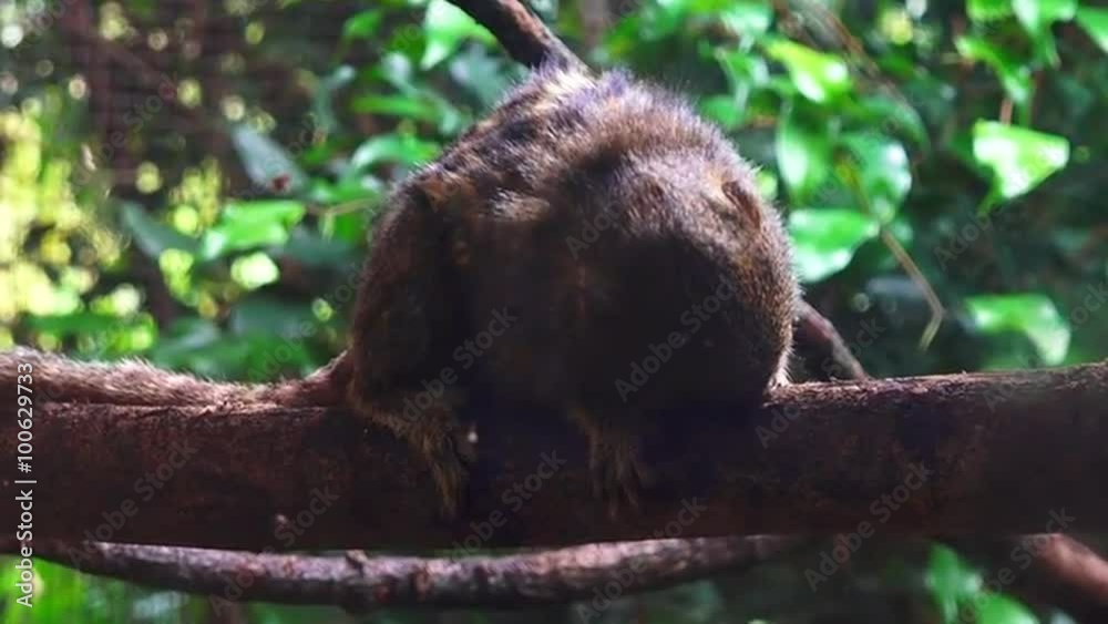 Video Stock Pygmy marmoset (Cebuella pygmaea) on a tree.It's one of the ...
