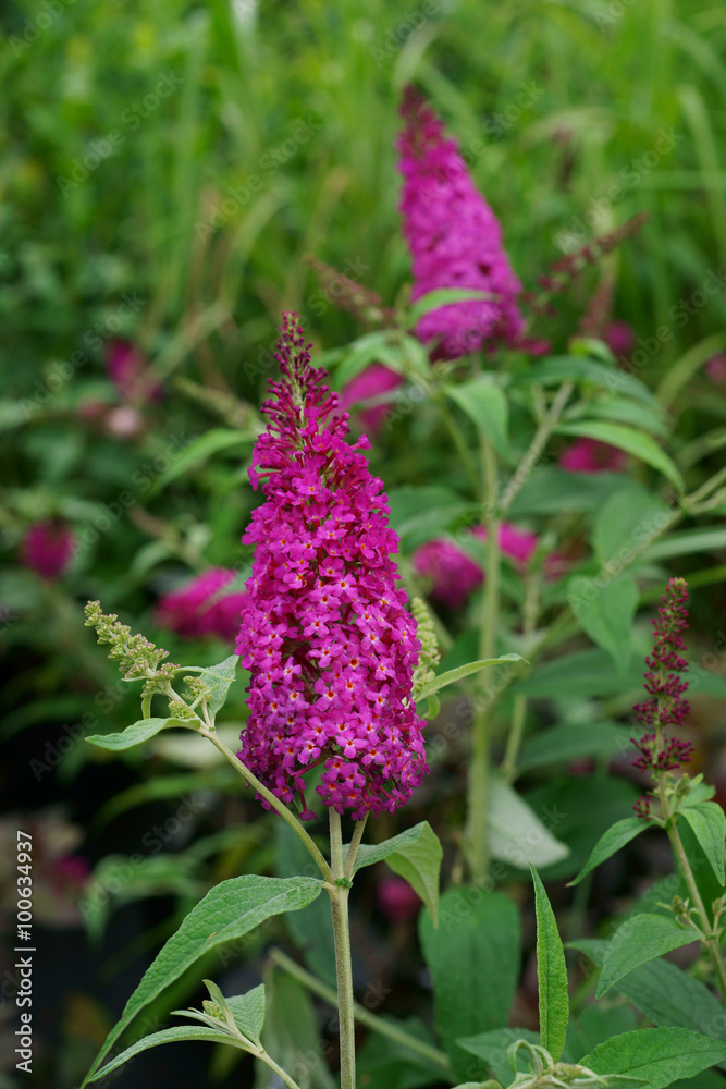 Buddleja davidii Miss Ruby Stock Photo | Adobe Stock