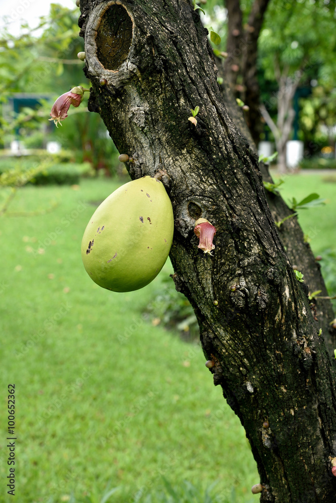 Morro Fruta