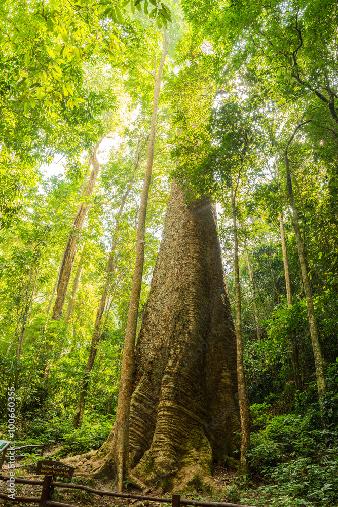 Biggest mersawa tree in Thailand forest Stock Photo | Adobe Stock