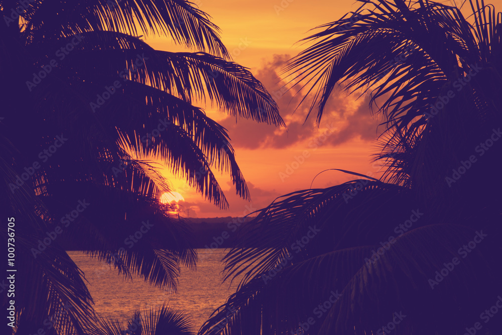 Sunset through palm tree silhouette Stock Photo | Adobe Stock