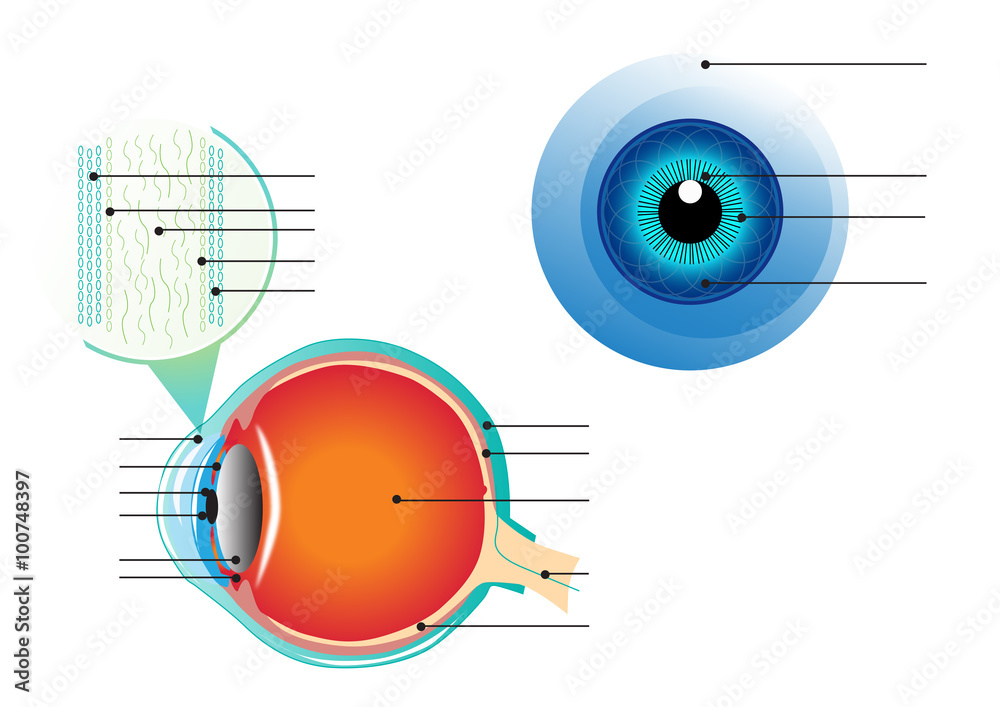 Cross section of human eye Stock Vector | Adobe Stock