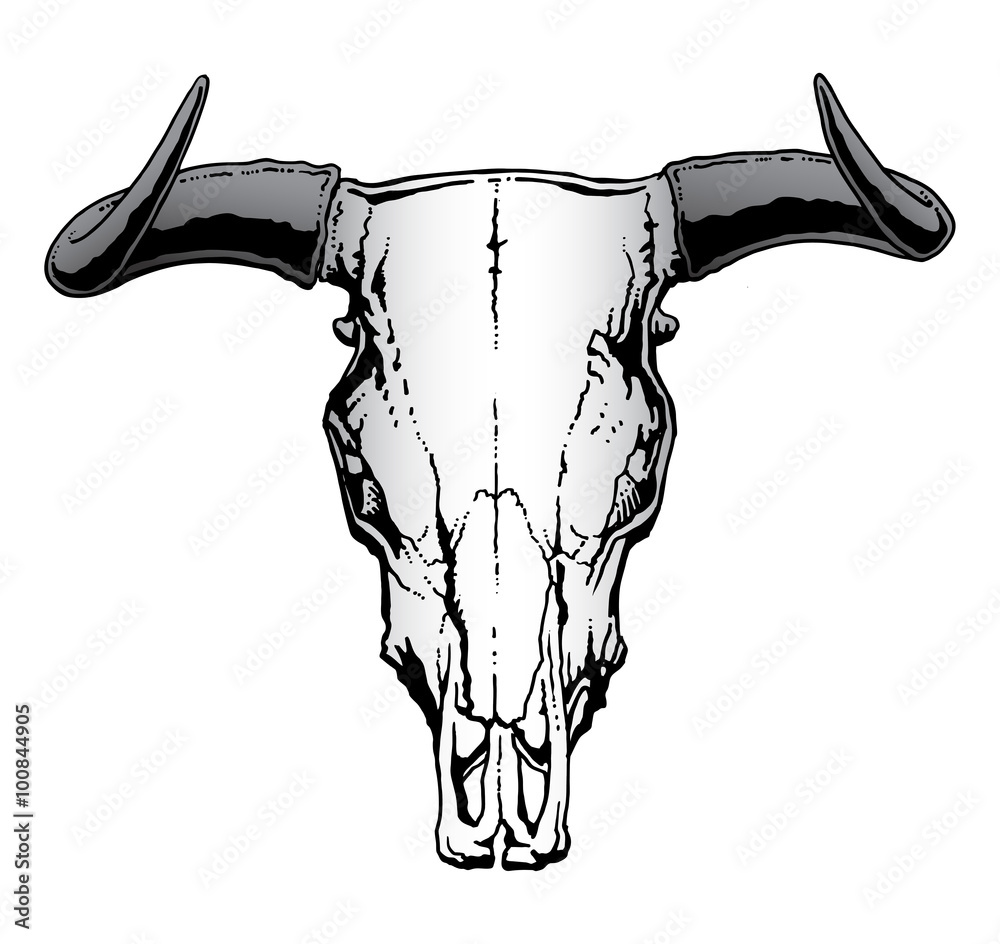 Western Bull Skull is an illustration of a bull or steer skull often ...