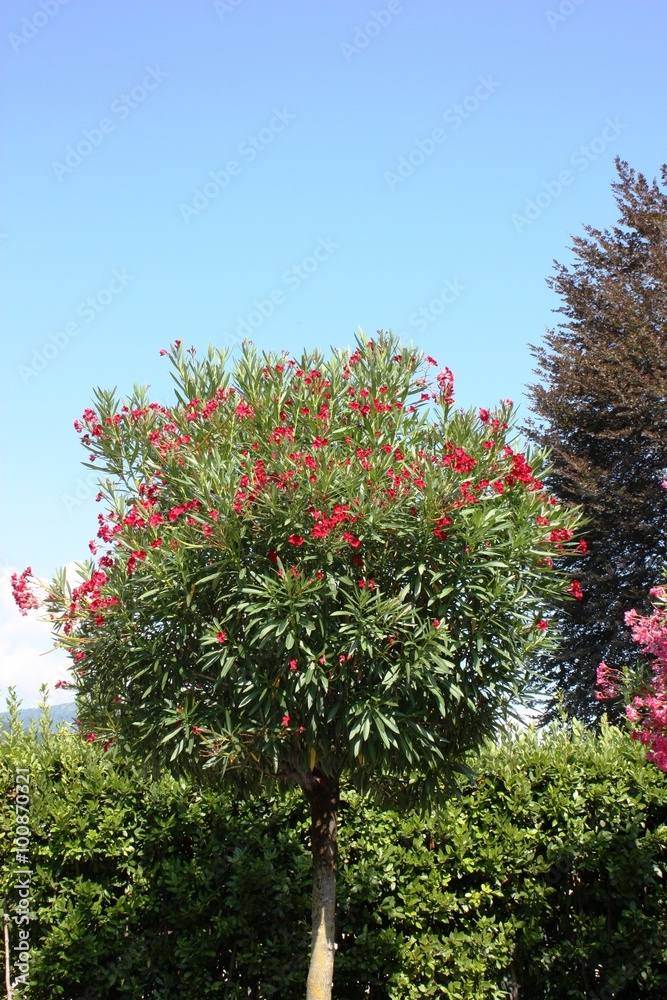 Oleander Standard Tree