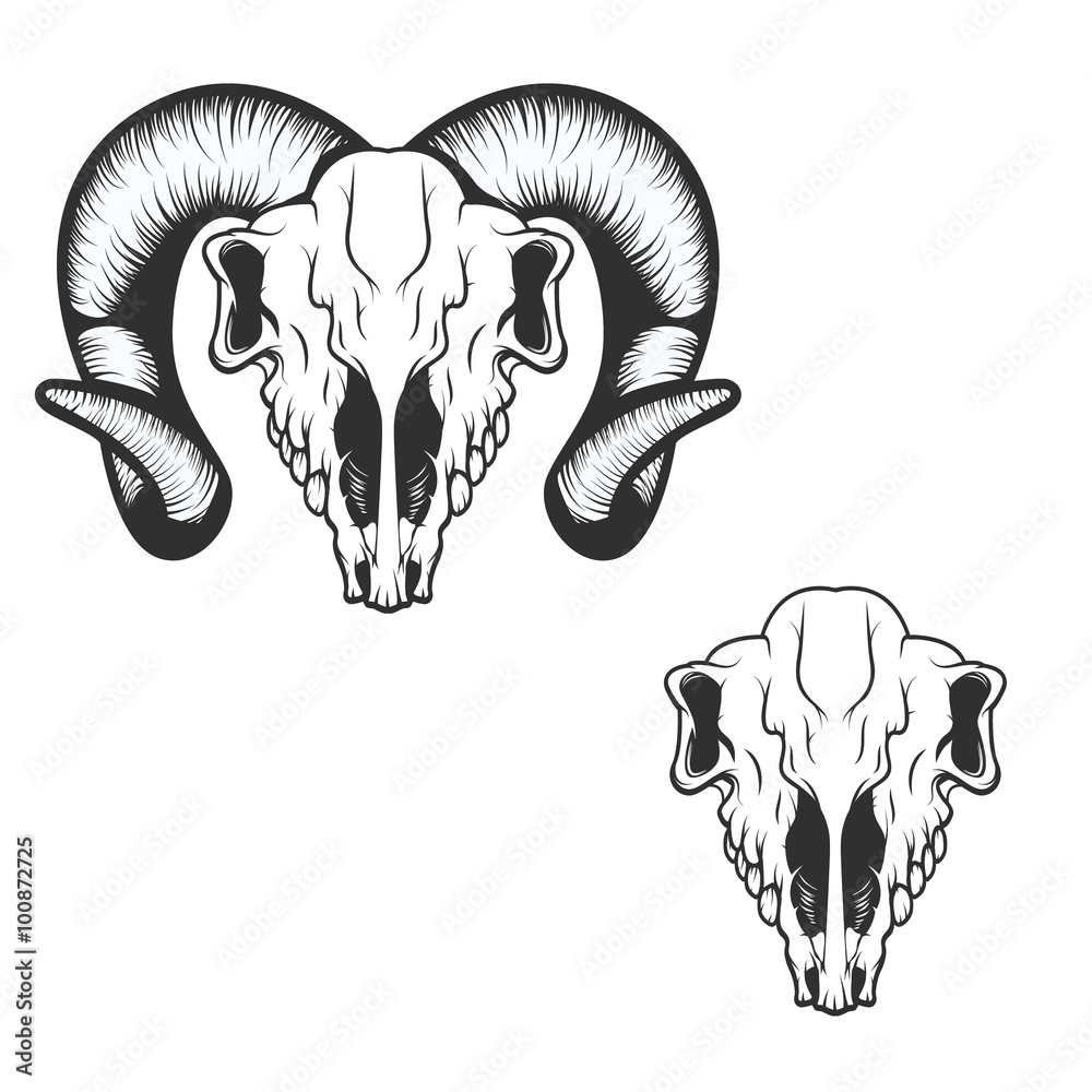 ram skull. vector illustration. Stock Vector | Adobe Stock