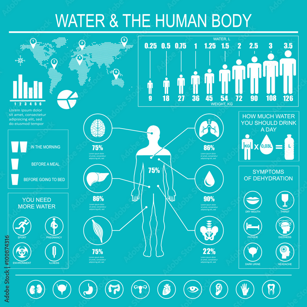 Water and human body infographic Stock Illustration | Adobe Stock