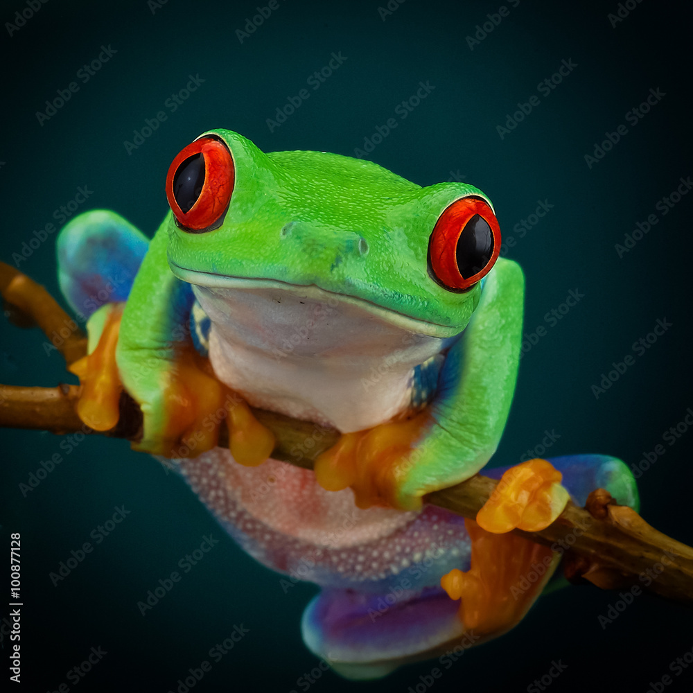 Orange Tree Frog