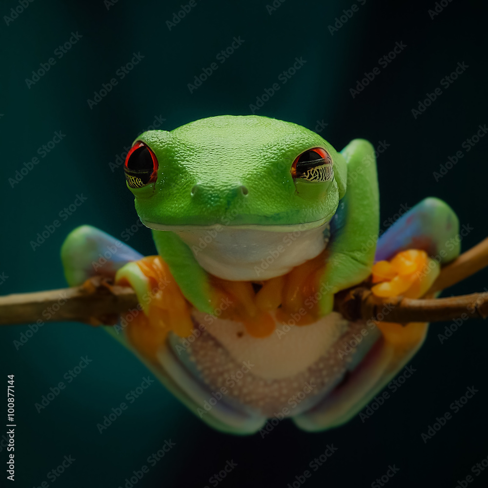 Red Eyed Tree Frog Hanging