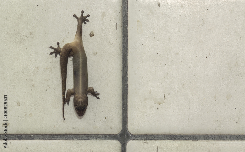 Dead house lizard. Its feet stuck to the old wall Stock Photo | Adobe Stock