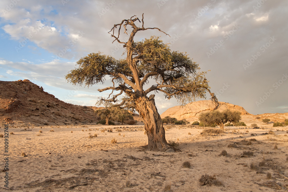 tree in a dry riverbed near the Swakop River, Namibia Stock Photo ...