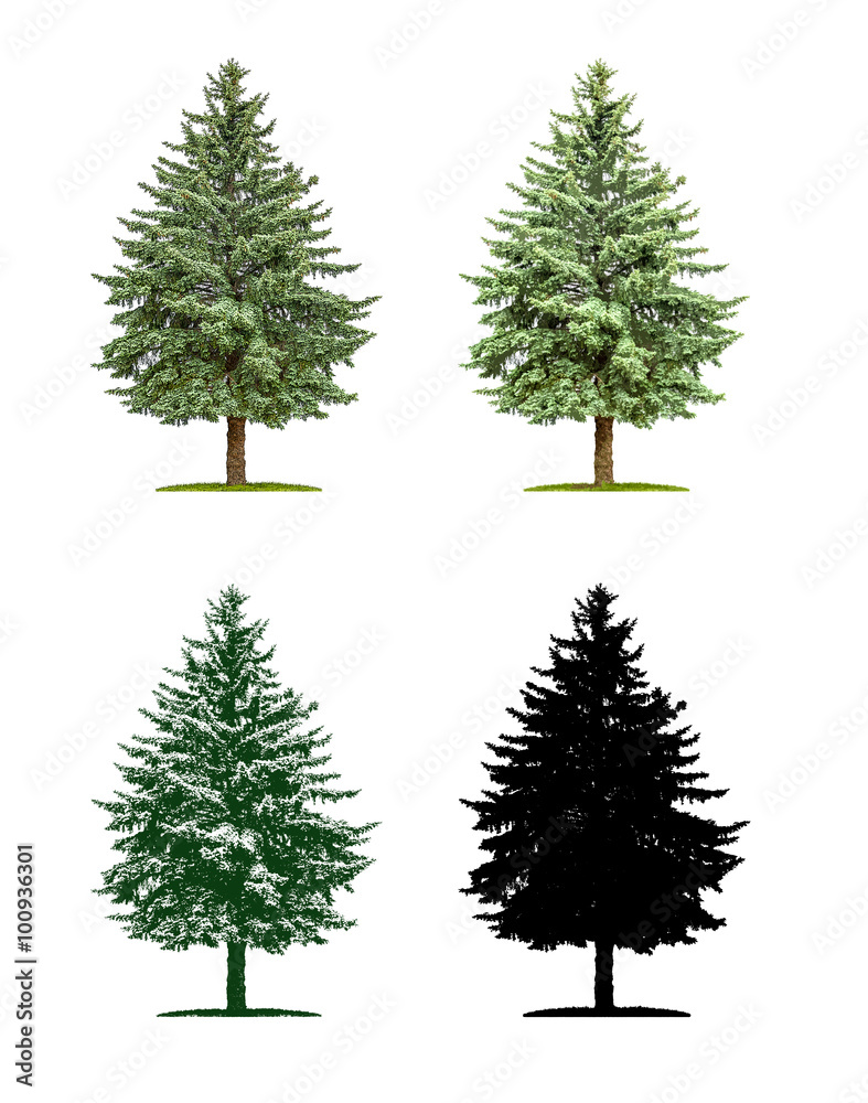 Nadelbaum in vier unterschiedlichen Illustrationstechniken - Kie Stock ...