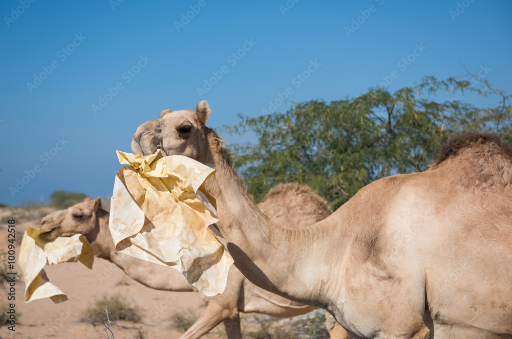 wild camels in the hot dry middle eastern desert eating plastic garbage ...
