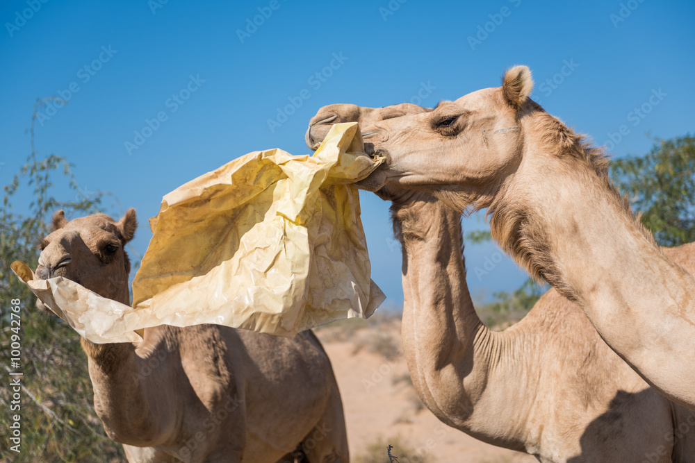 wild camels in the hot dry middle eastern desert eating plastic garbage ...