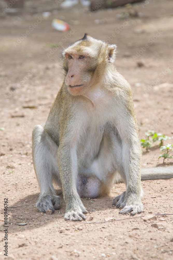 The grin of the monkey. Stock Photo | Adobe Stock