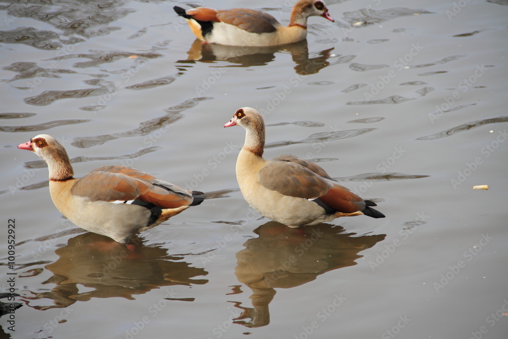 drei Enten Stock-Foto | Adobe Stock