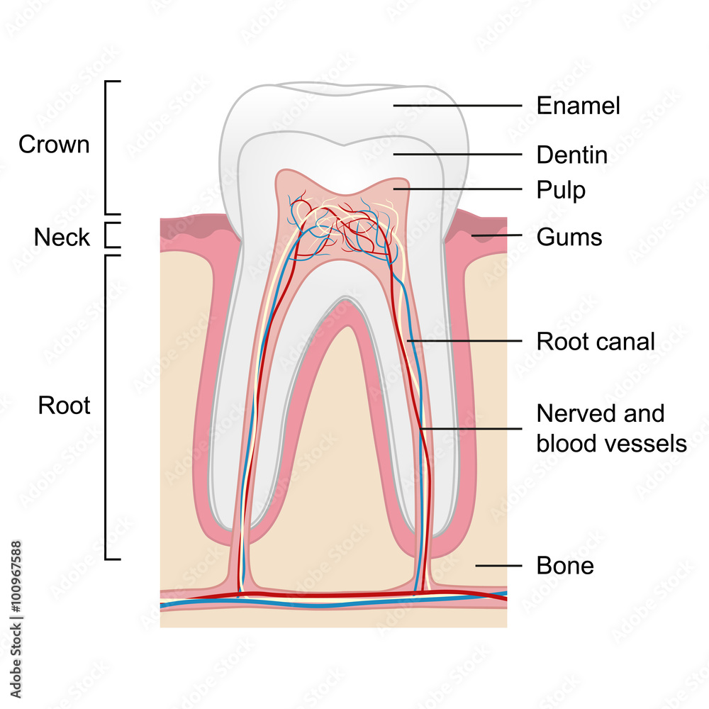 Human tooth anatomy isolated on white background, vector Stock Vector ...