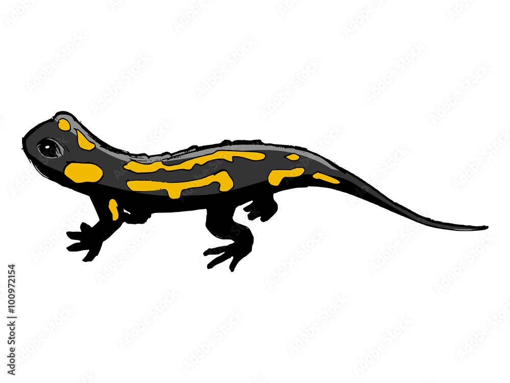 salamander, illustration of wildlife, zoo, wildlife, reptile Stock ...