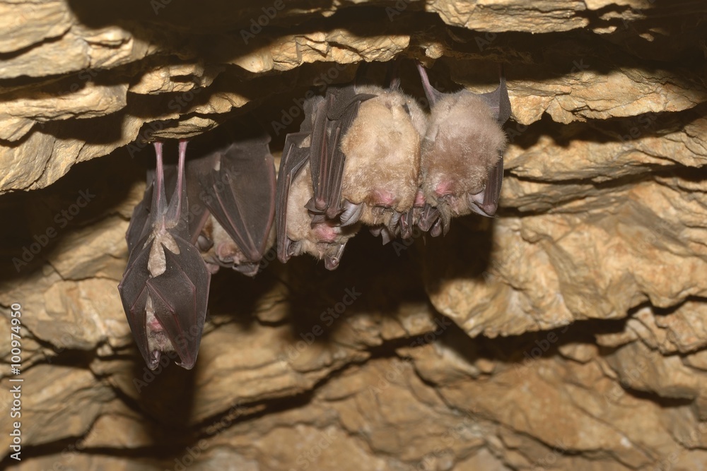 Groups of sleeping bats in cave - Lesser mouse-eared bat (Myotis ...
