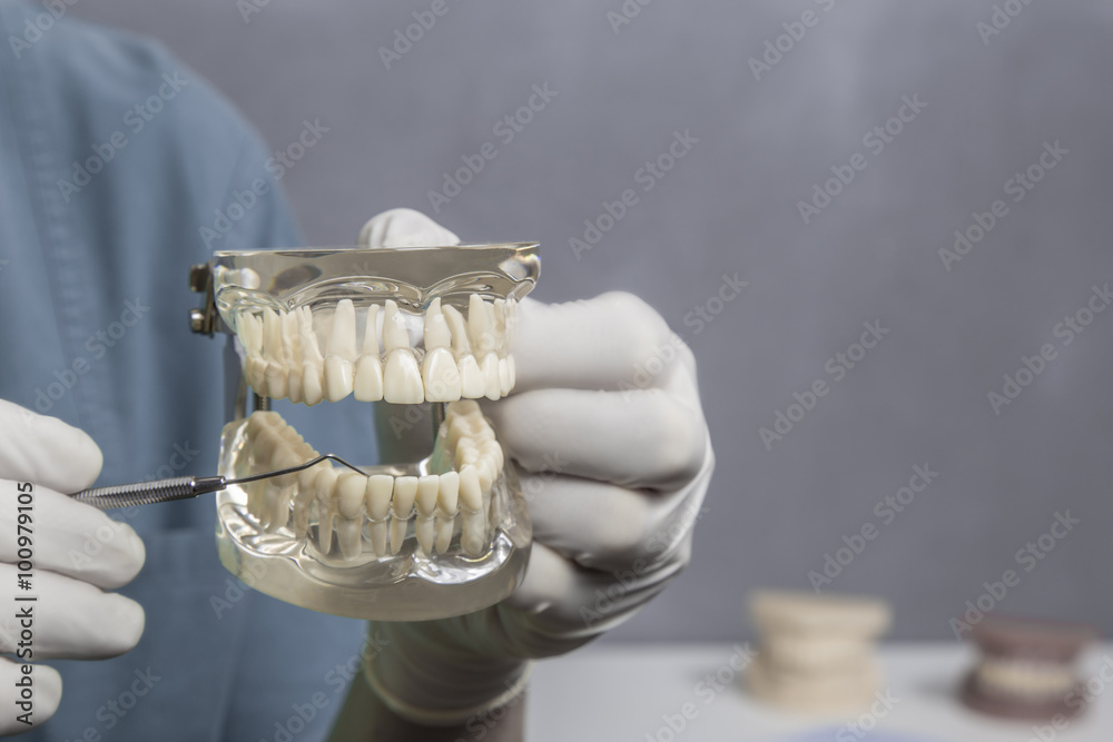 Dental cleaning instruction demonstration using transparent model of ...