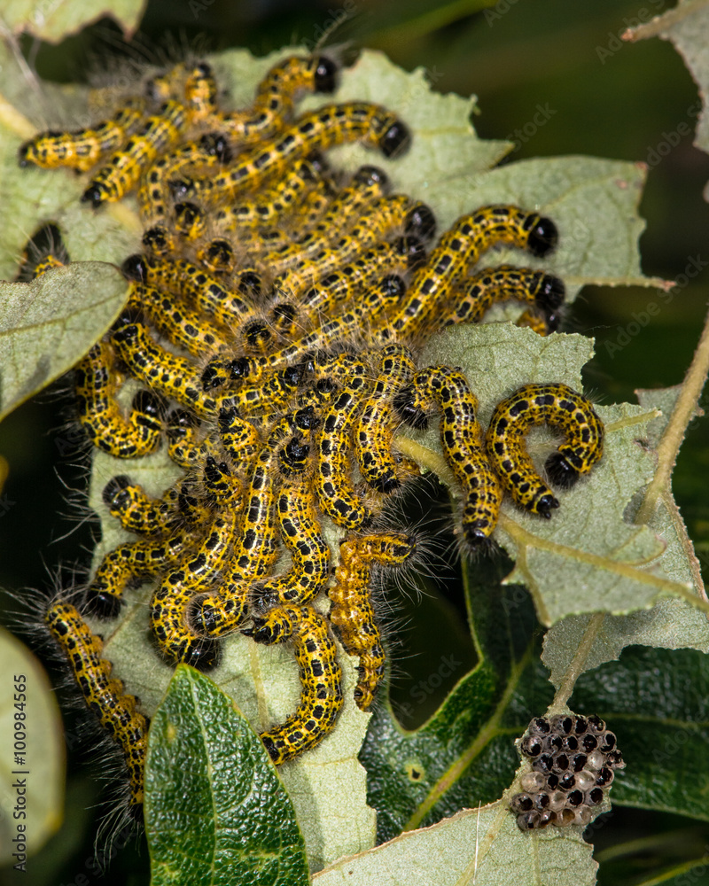Buff-tip moth (Phalera bucephala) mid-instar caterpillars. Larvae in ...