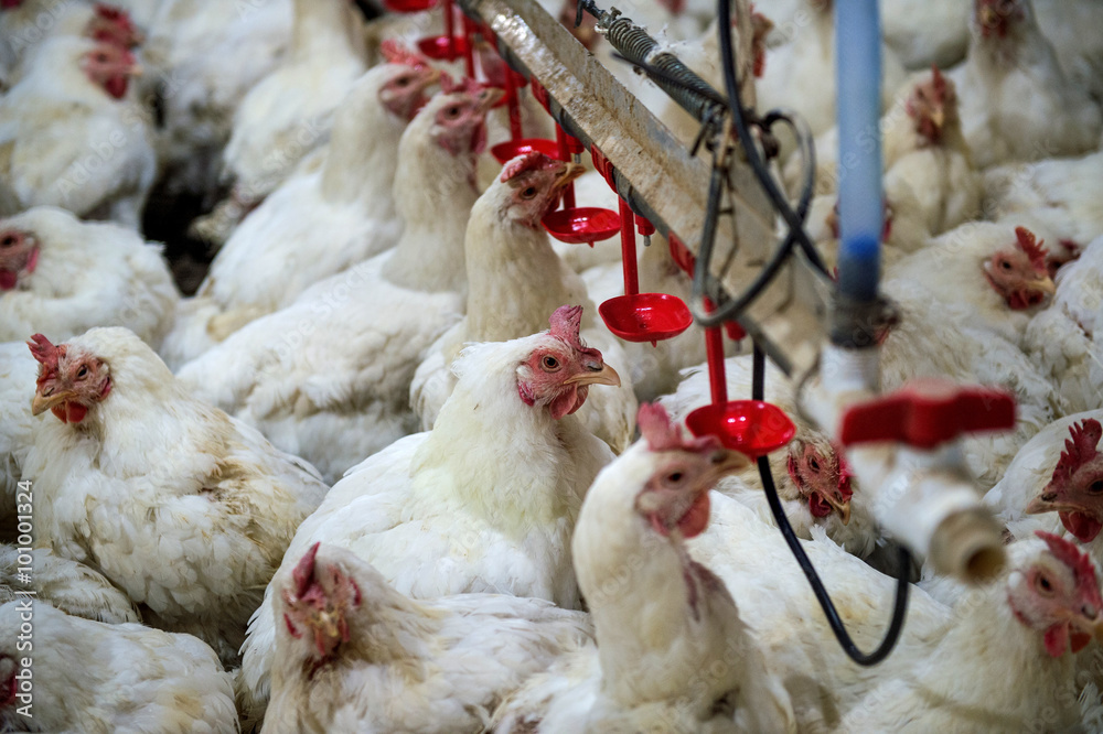Sick chicken or Sad chicken in farm,Epidemic, bird flu. Stock Photo ...