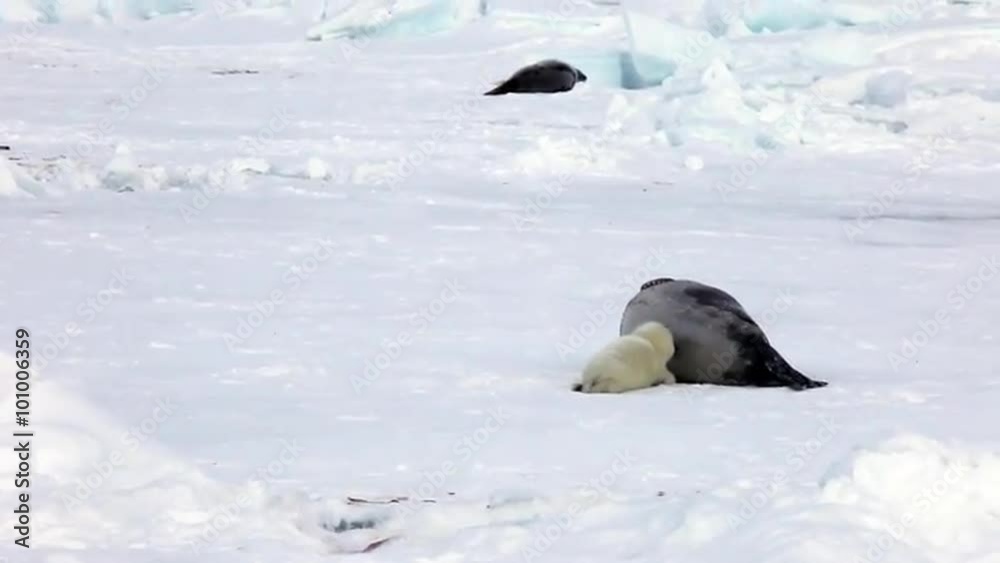 Cute Newborn Seal Pup drinking milk from a mother's nipple. A Family ...