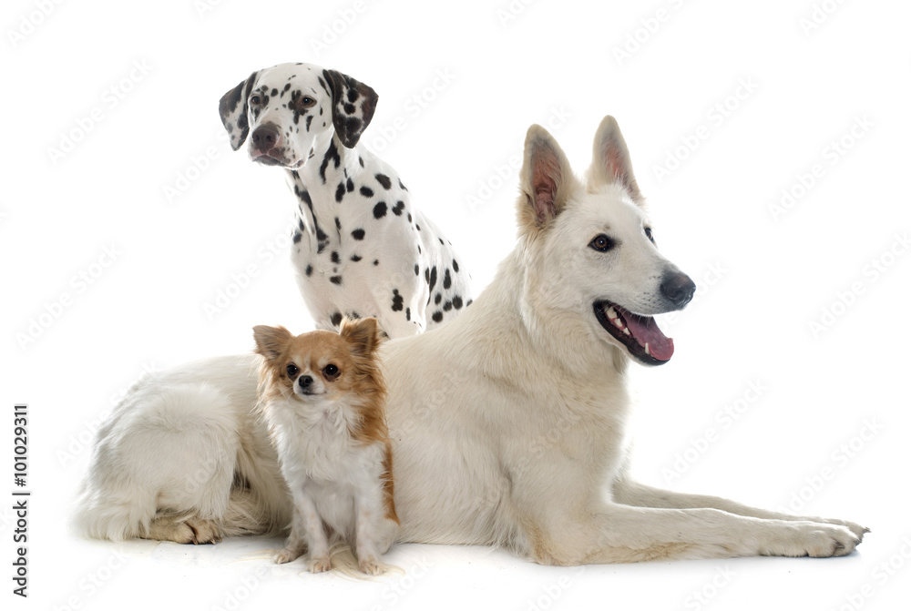 three beautiful dogs Stock Photo | Adobe Stock