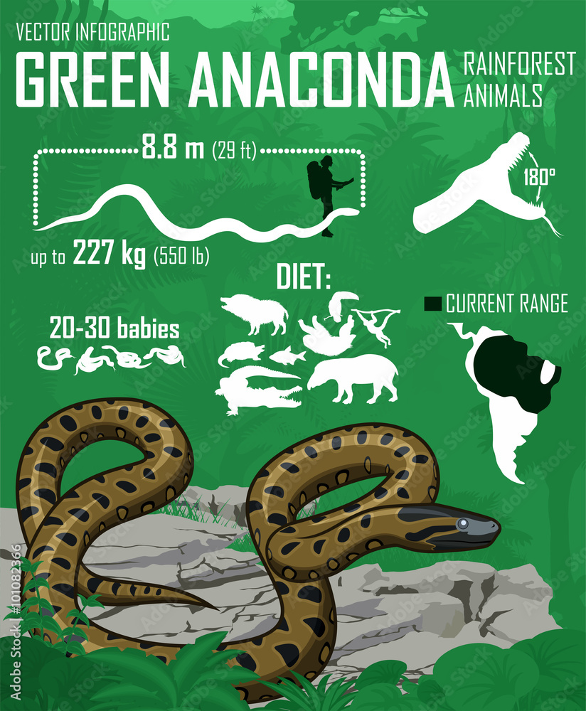 vector jungle Green anaconda infographic Stock Vector | Adobe Stock
