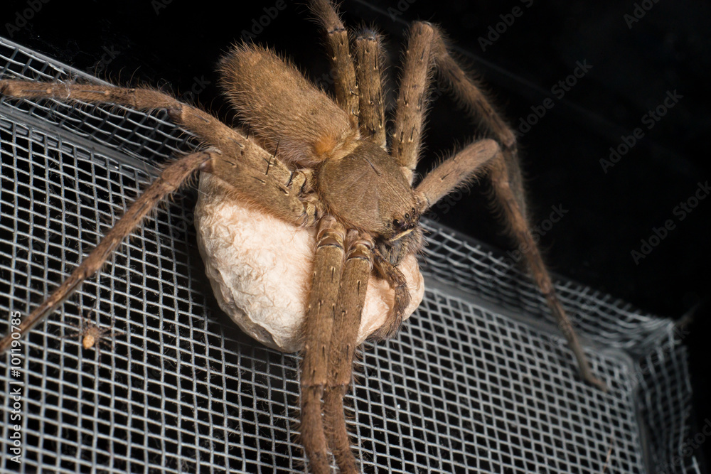 Female huntsman spider holding its egg sac Stock Photo | Adobe Stock