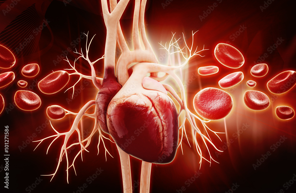 Anatomy of Human Heart and blood cells Stock Illustration | Adobe Stock