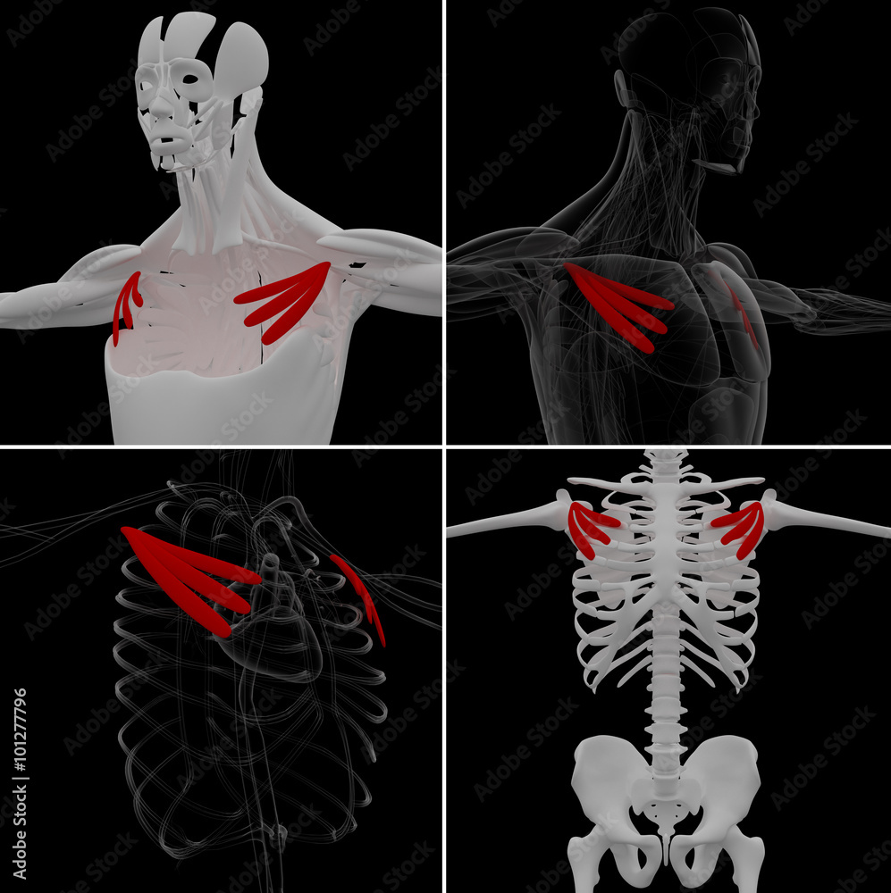 medical illustration of the pectoralis minor Stock Illustration | Adobe ...