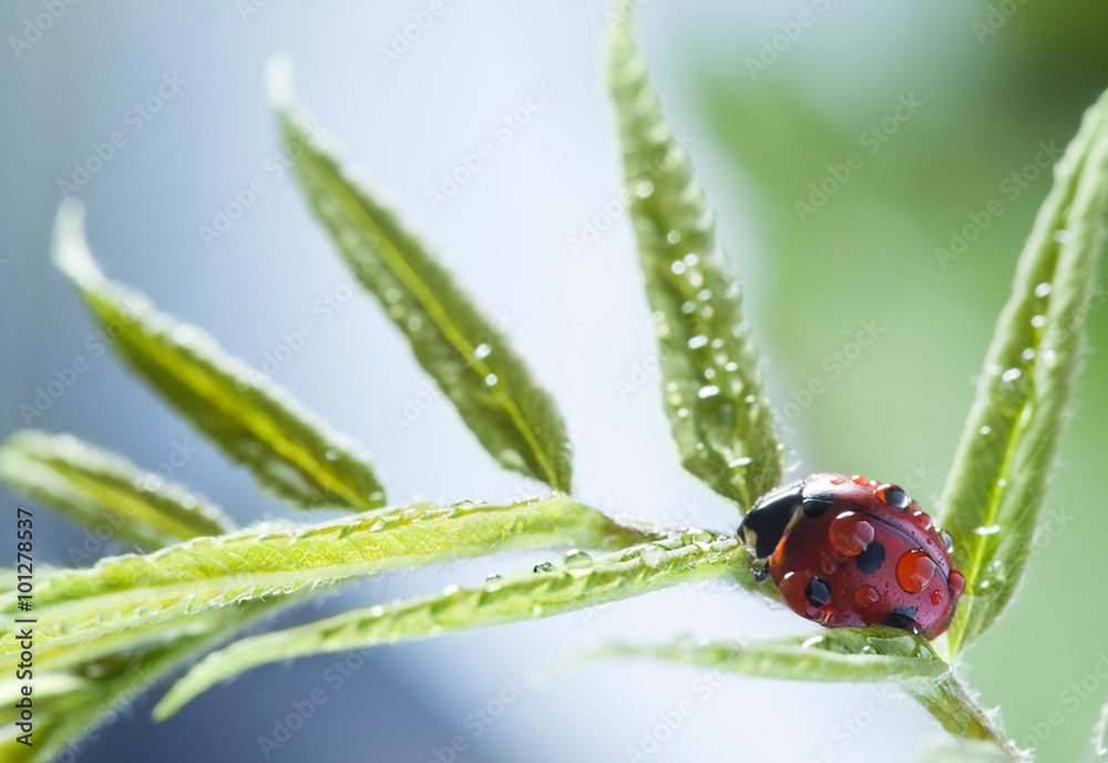 Water Drop On Leaf With Ladybug