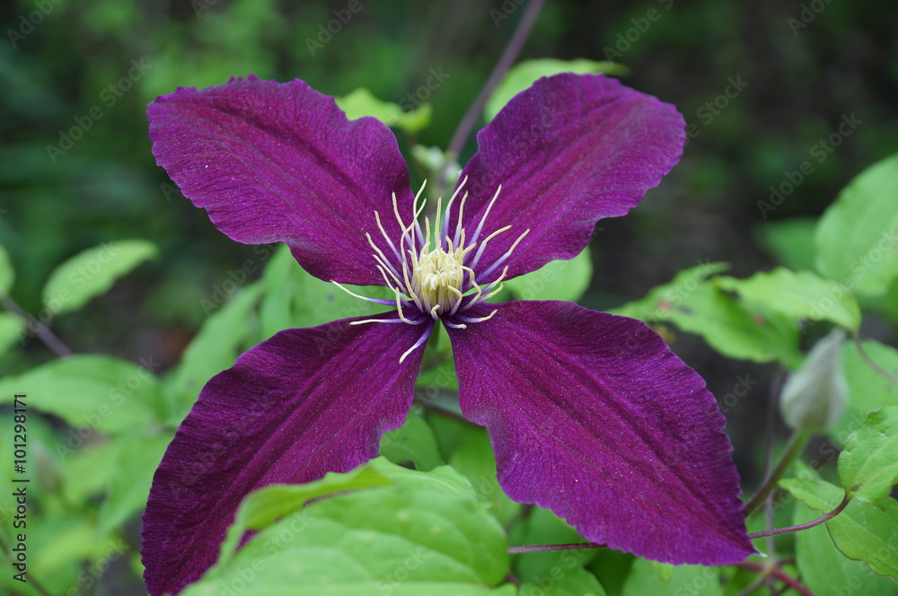 Four Petal Purple Flower | Best Flower Site